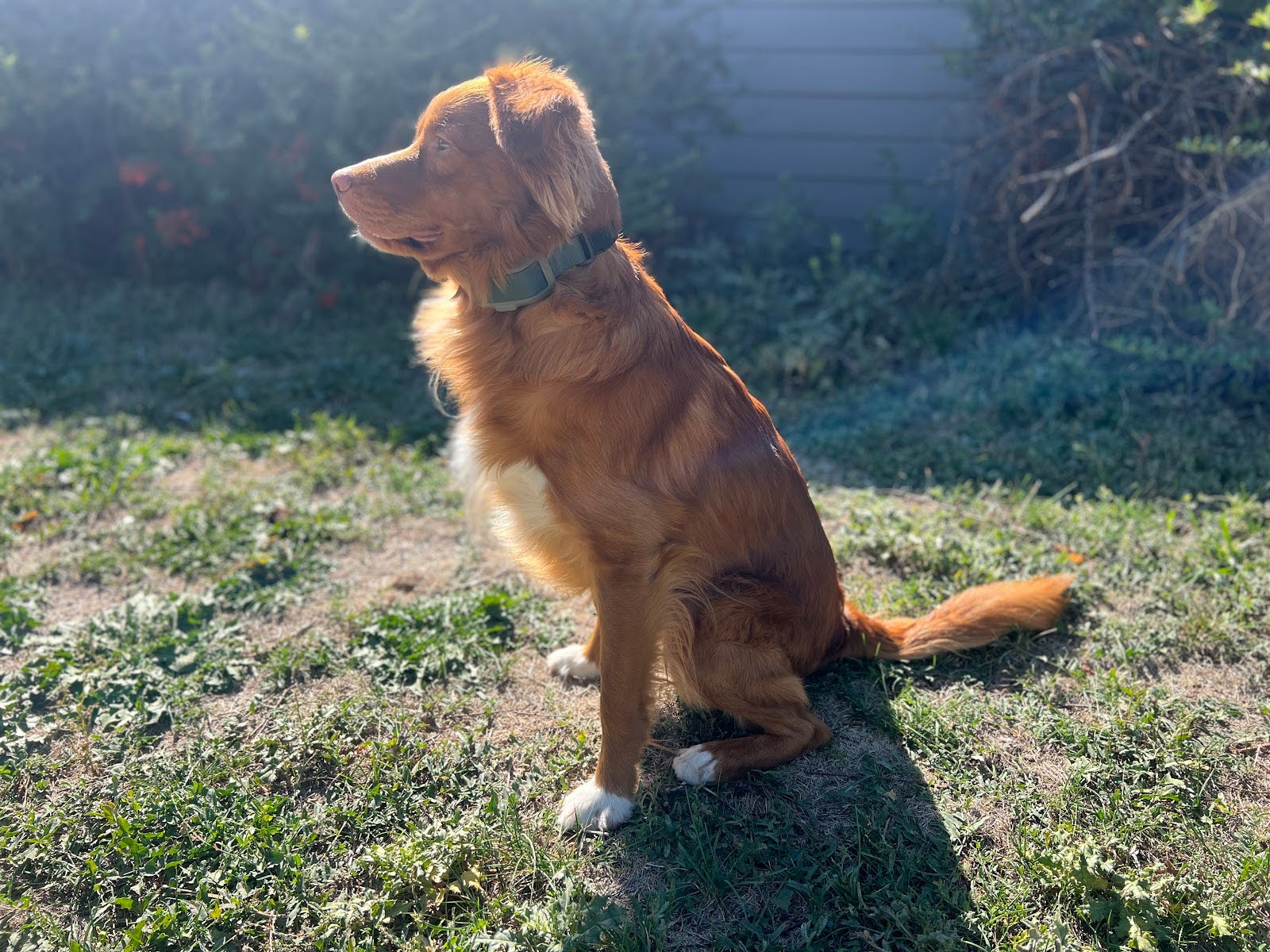 Roam 350 Virtual Leash and Training Collar Review - Fat Man Little Trail